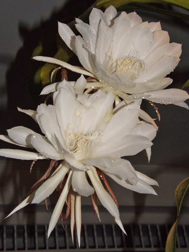 MARIETTE'S BACK TO BASICS: {Our Cereus Oxypetalum Night Blooming Orchid ...