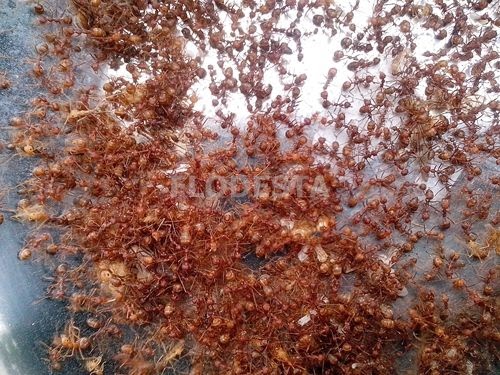 Penyebab semut rangrang mati | FLODESTA