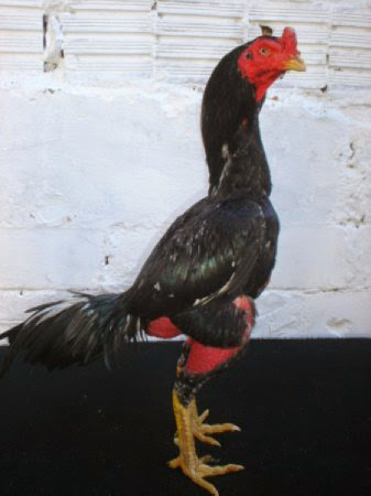 GALOS DE COMBATE BRASIL #2021: UM DOS GALOS MAIS FAMOSOS DO BRASIL