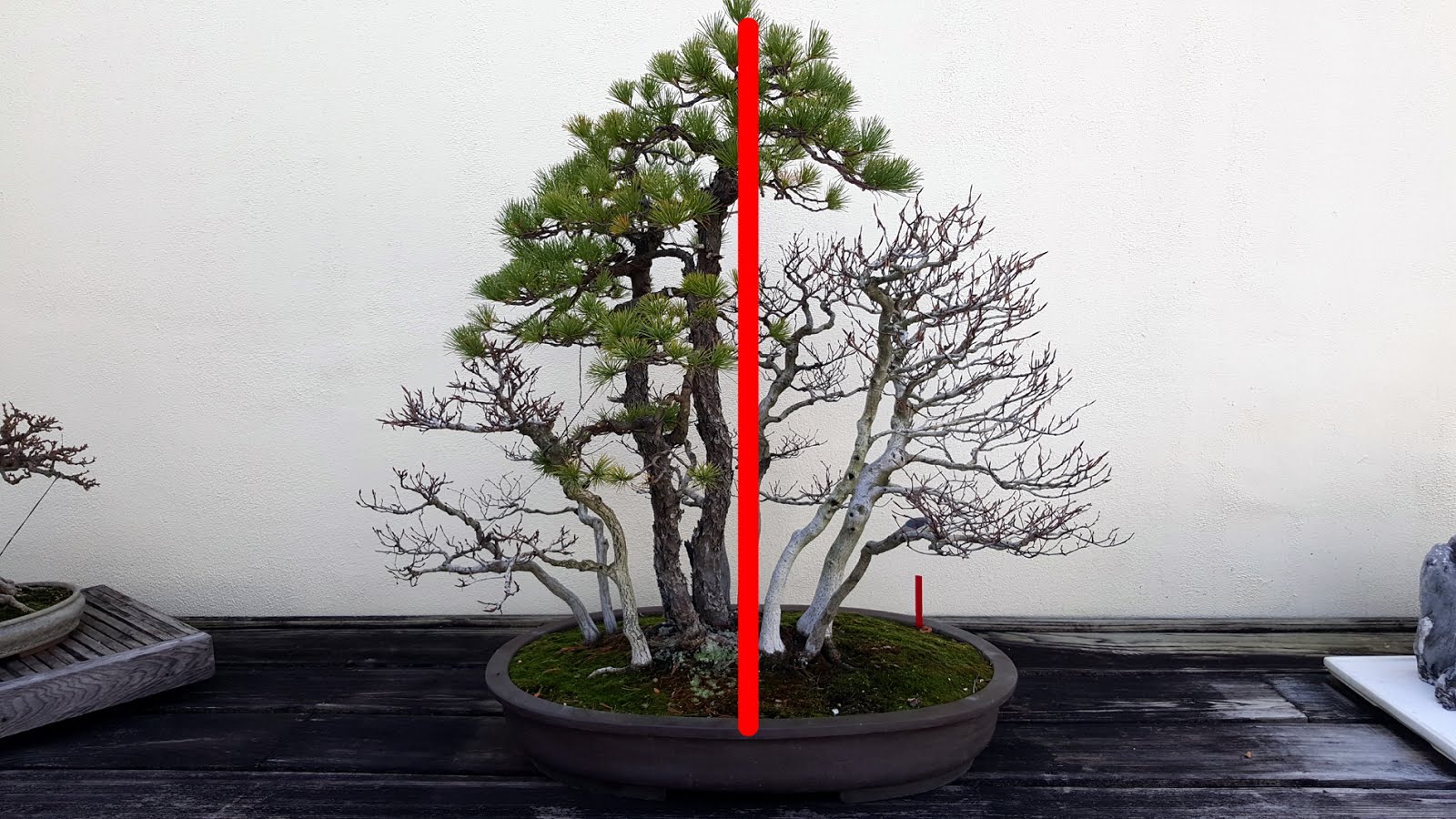 Bonsai-misadventures: Balance in bonsai composition, putting all the ...