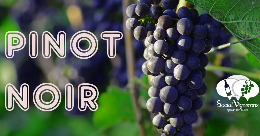 PINOT NOIR - 10 FATOS IMPERDÍVEIS SOBRE AS UVAS E OS VINHOS ~ Restauranter
