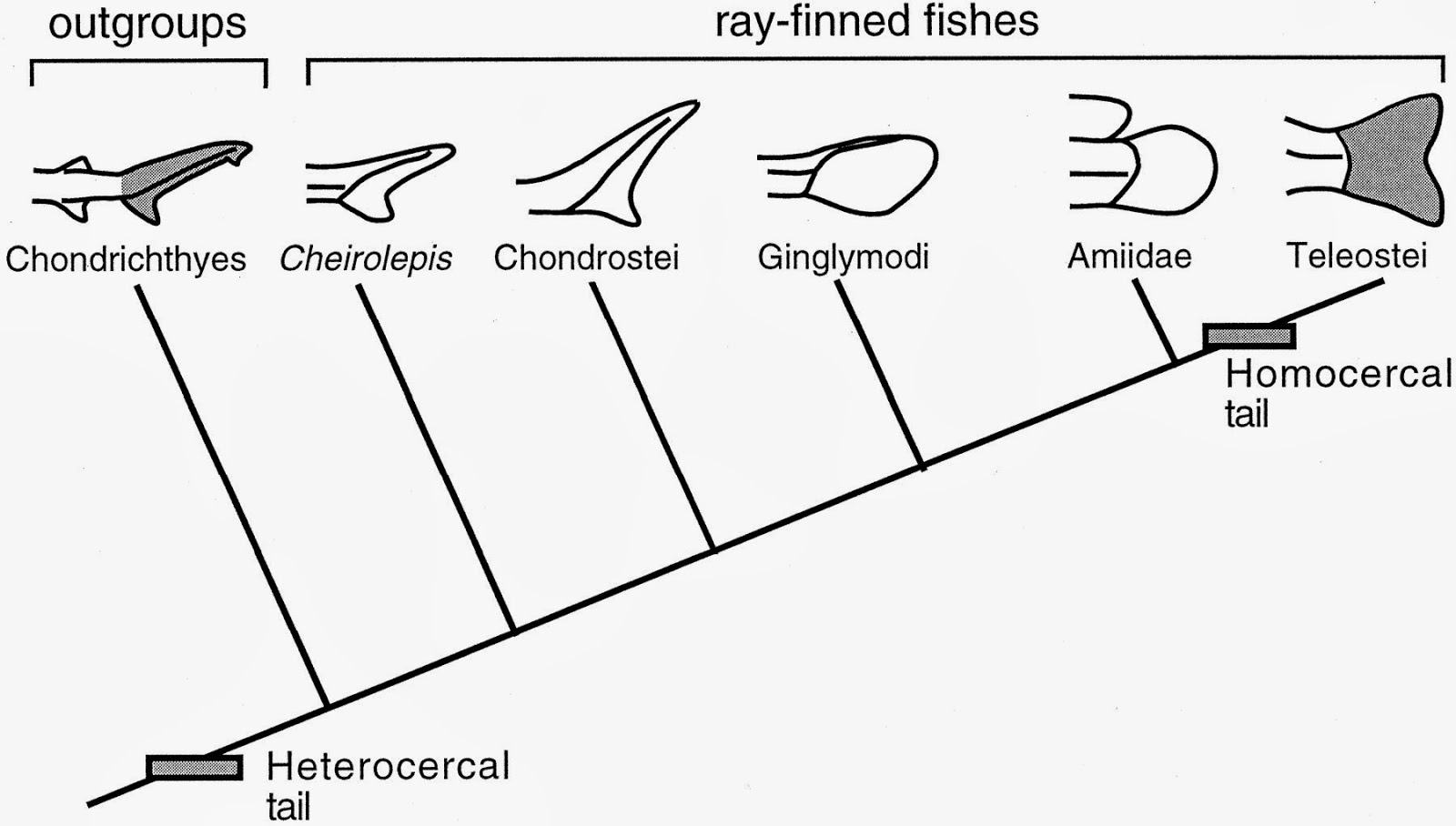 PaleoStories: Piccolo Atlante di Anatomia di Gnathostomata ...
