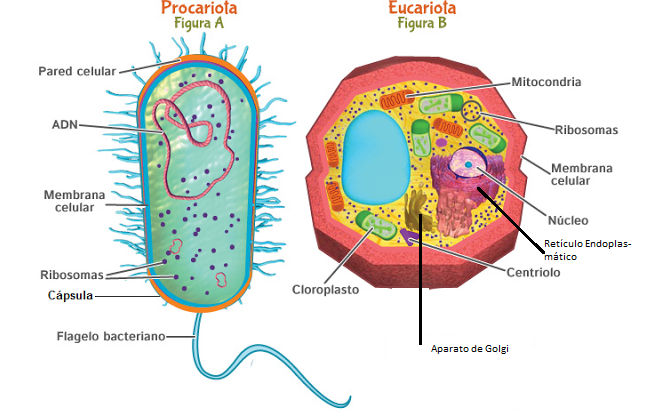 La unidad de los seres vivos: la célula...