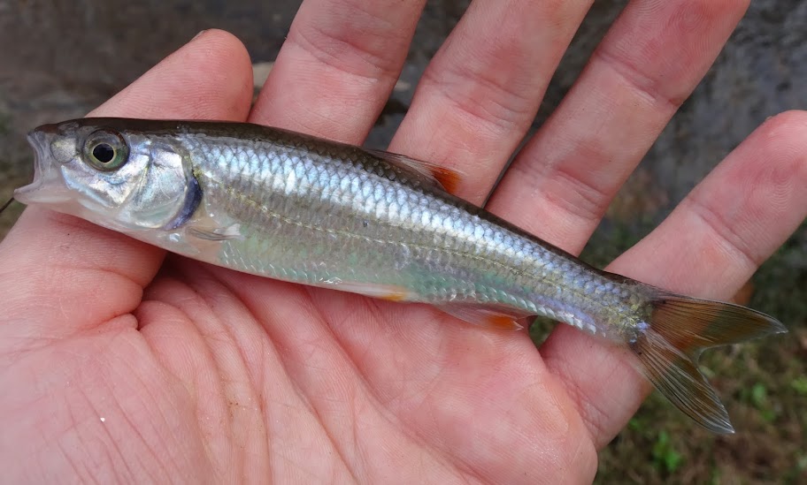 Ben Cantrell's fish species blog: VA / NC trip part 2 - Dan & Roanoke ...