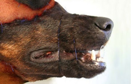 Man with a dog face, or the first 'Dogman'