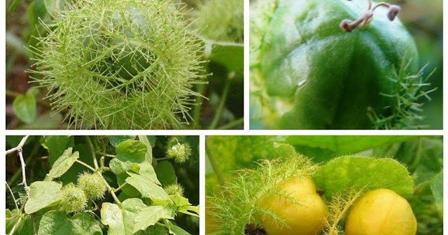 Kegunaan Pokok Letup-Letup Atau Pokok Ulat Bulu Untuk Penjagaan ...