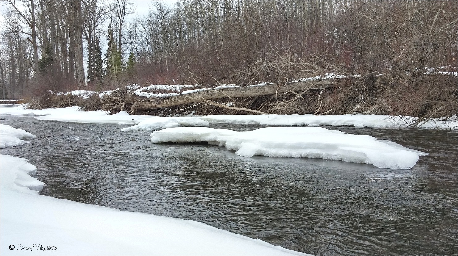 Northern Interior British Columbia: Winter’s Thaw 5 Bulkley River ...