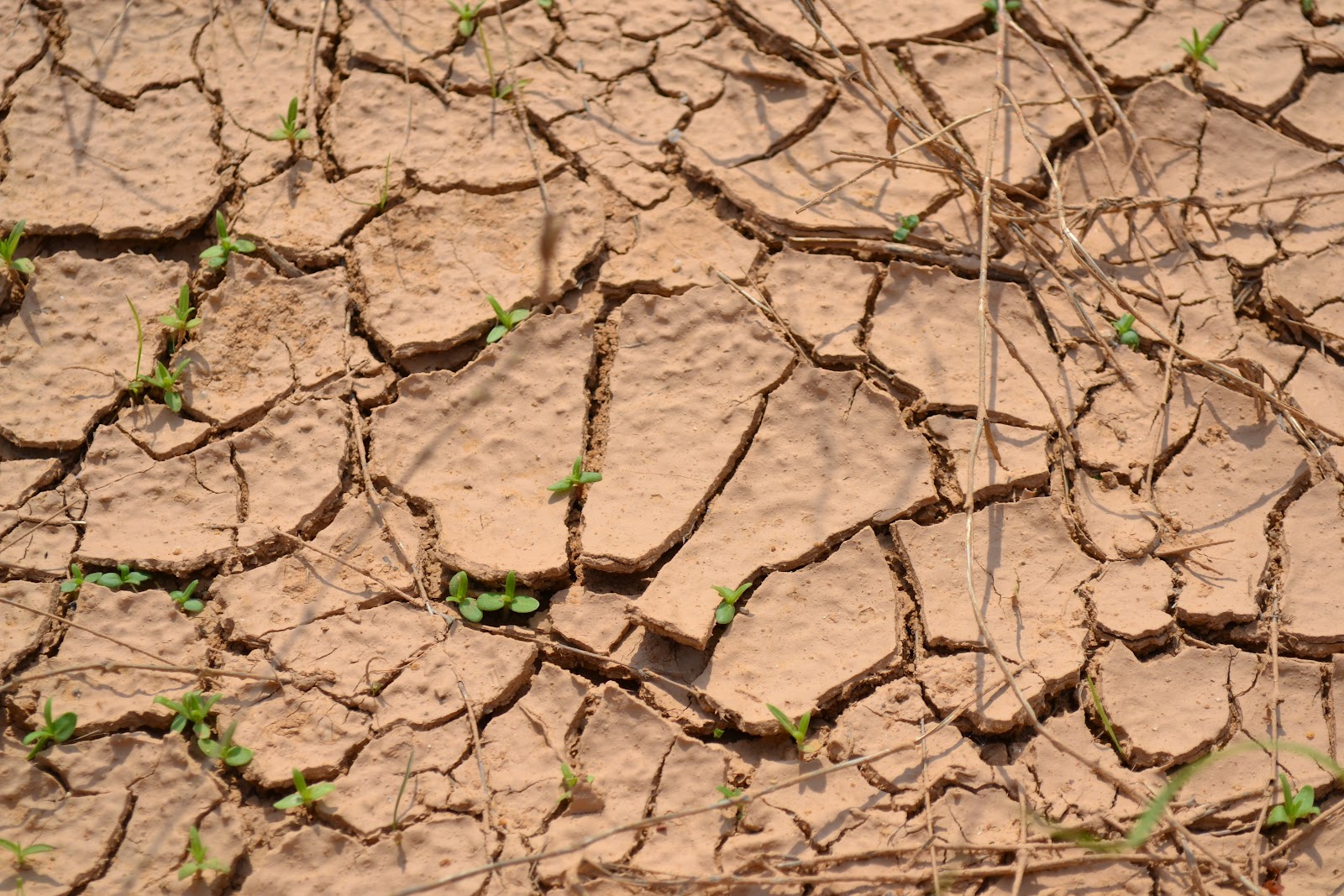 Relatively Realistic: Georgia Red Clay