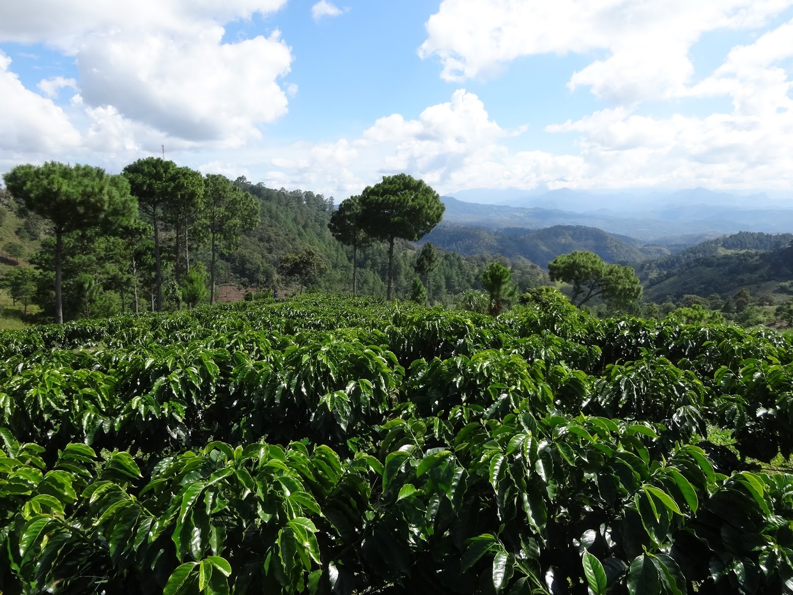 Hermano Juancito: Coffee - beginnings