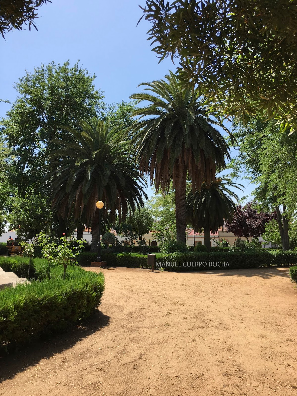 PARQUE MUNICIPAL DE MONTIJO: 7. FLORA DEL PARQUE MUNICIPAL (1). ÁRBOLES.