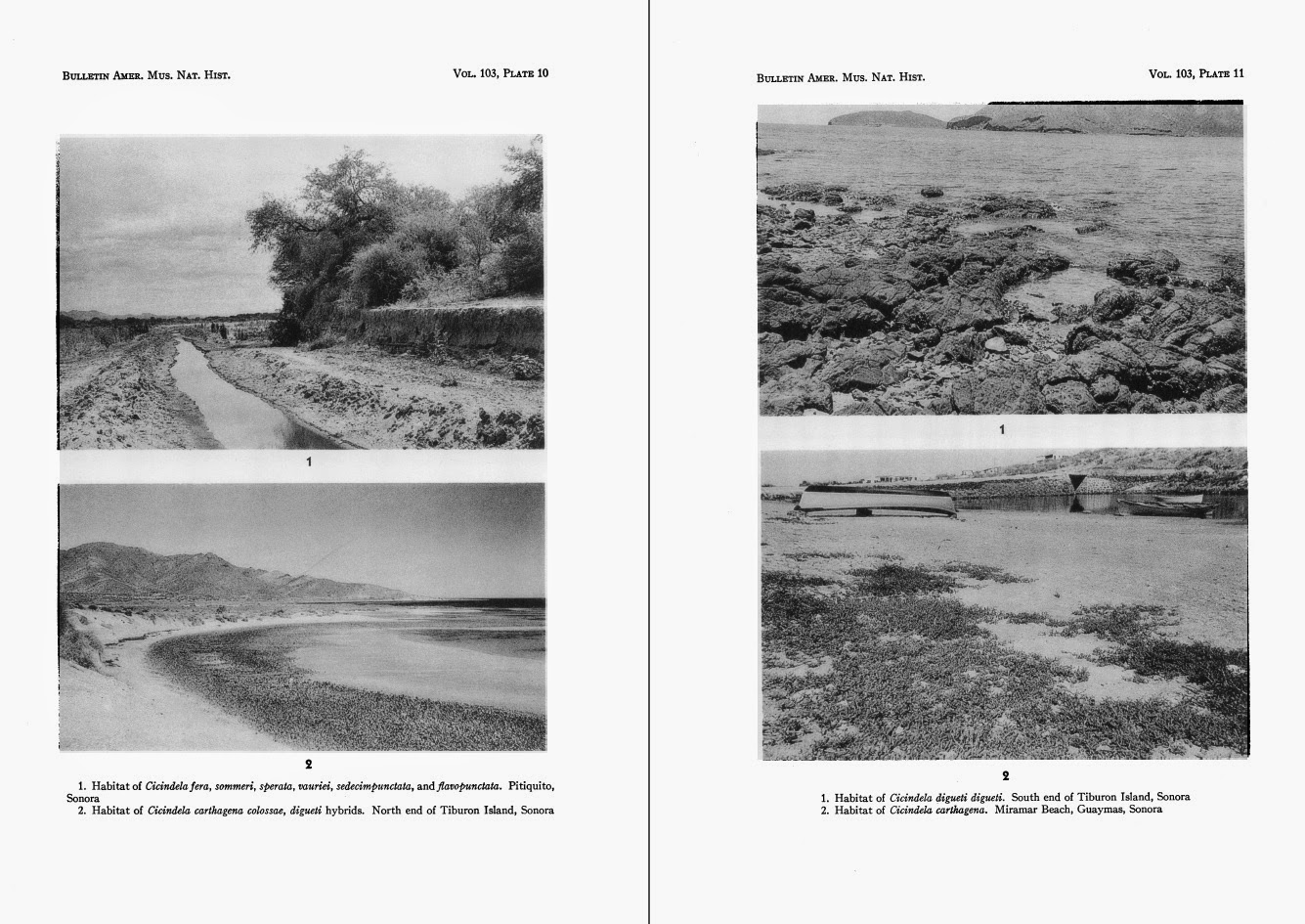 Crooked Beak Workshop: 60th Anniversary. “A Review of the Mexican Tiger ...