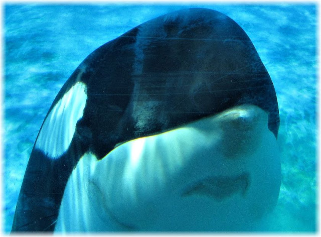 Voice of the Orcas: Phototoxicity and is the Hybrid SeaWorld Orca Malia ...
