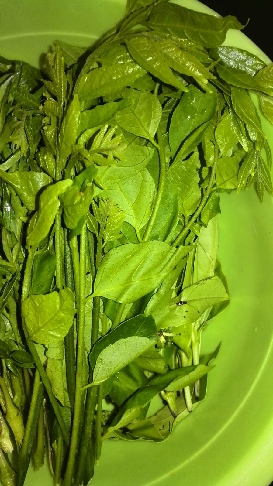 namakucella: ULAM PUCUK SENERUI...PUCUK PUTAT...PUCUK ULAM RAJA