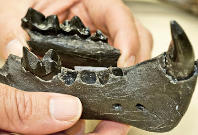 Species New to Science: [PaleoMammalogy • 2011] Rhizosmilodon fiteae ...