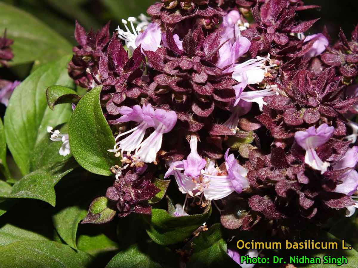 Medicinal Plants: Ocimum basilicum, Basil, Tulasi, tirnirupachai