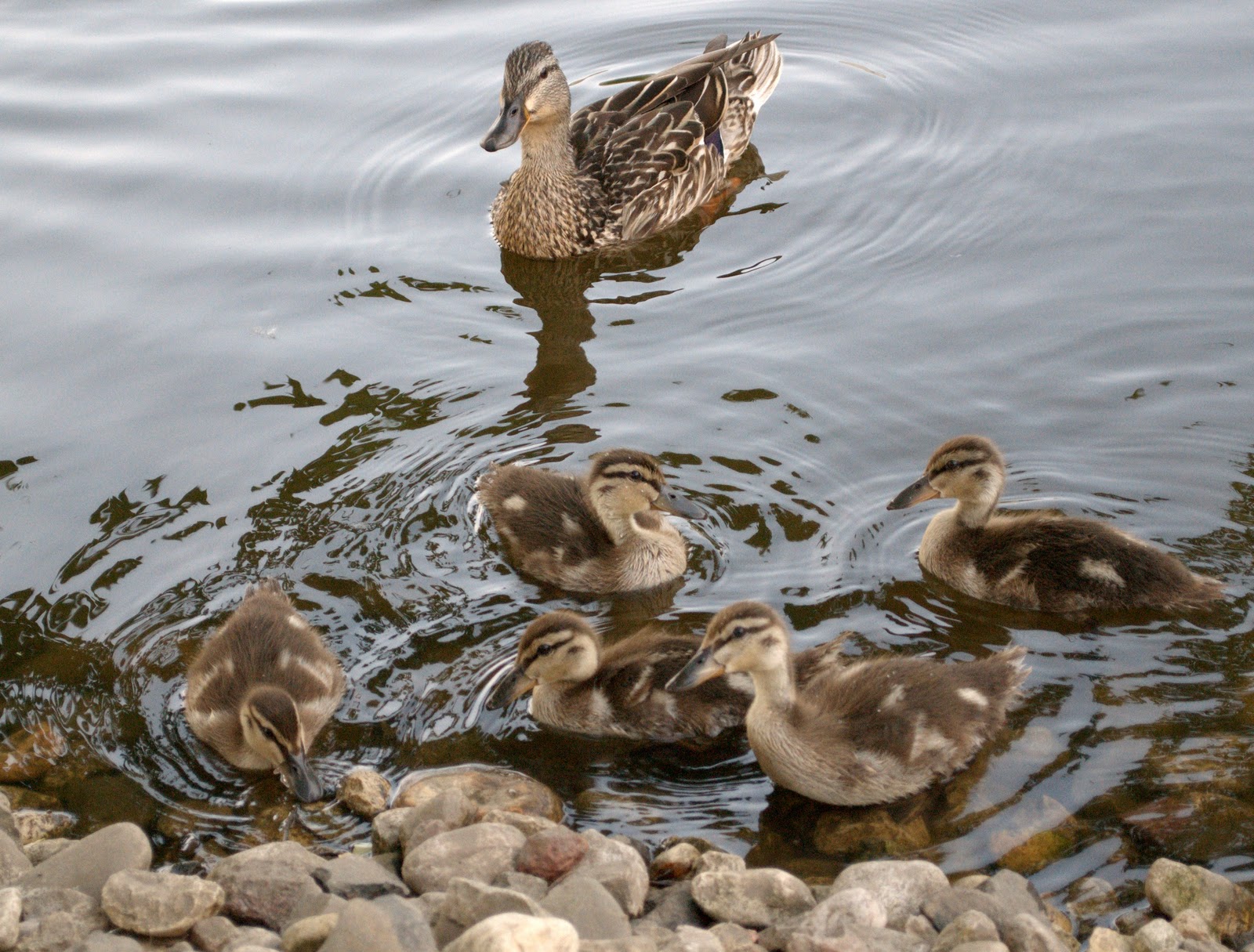 Life-n-Beauty Photography: Several Species of Small Furry Animals