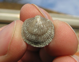 Catalogue of Organisms: Dalmanellidae