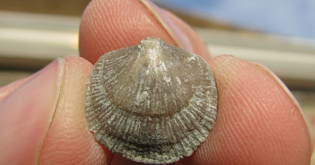 Catalogue of Organisms: Dalmanellidae