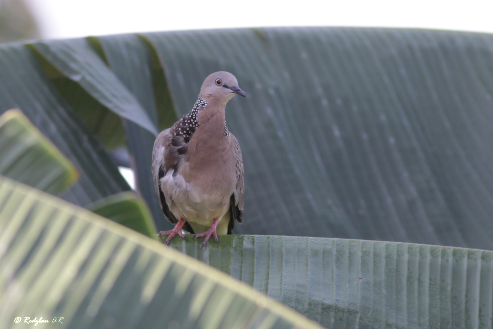 Birds and Nature Photography @ Raub: Burung Biasa di Belakang Rumah ...