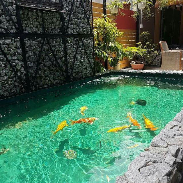 Koi fish care - Water parameters. - Aquarium's Care