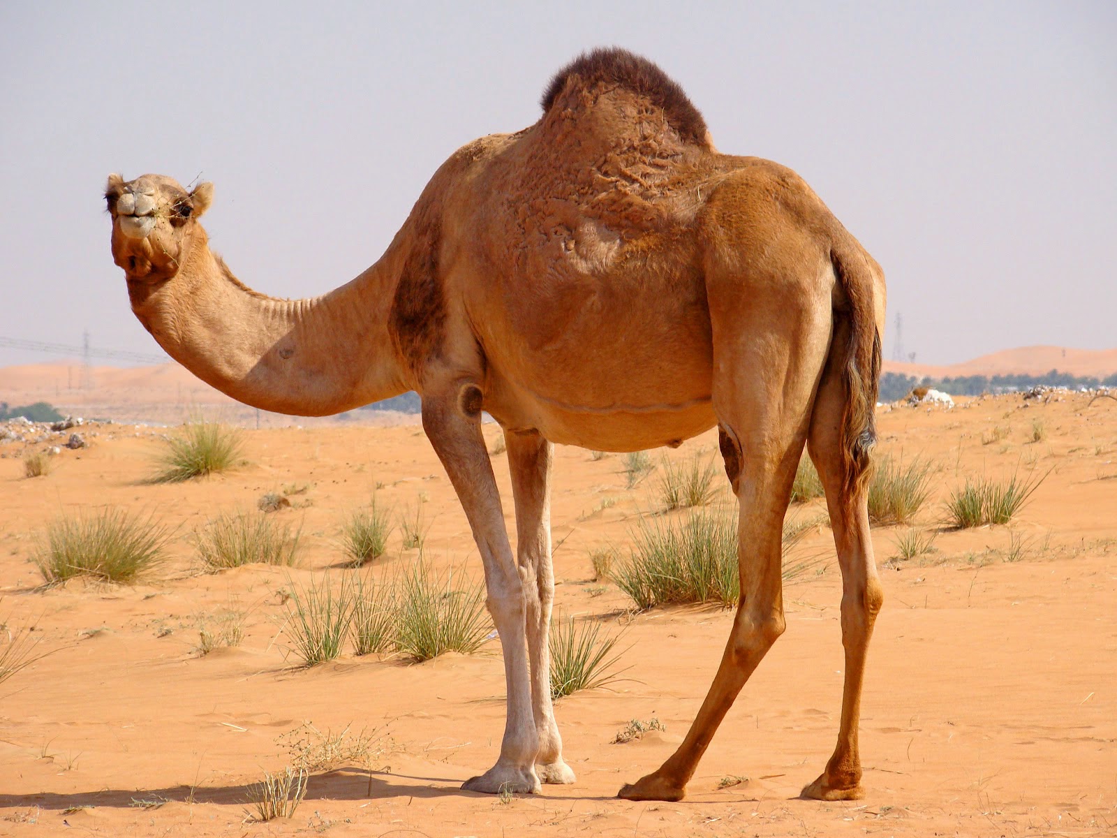 صور الجمال العربية جمال السباق Dromedary Photos - موقع تعديل الصور