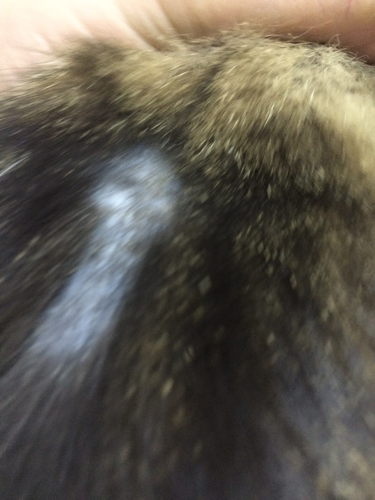 Expat Life with Chickenruby: Animal Tales, it's all about the cat