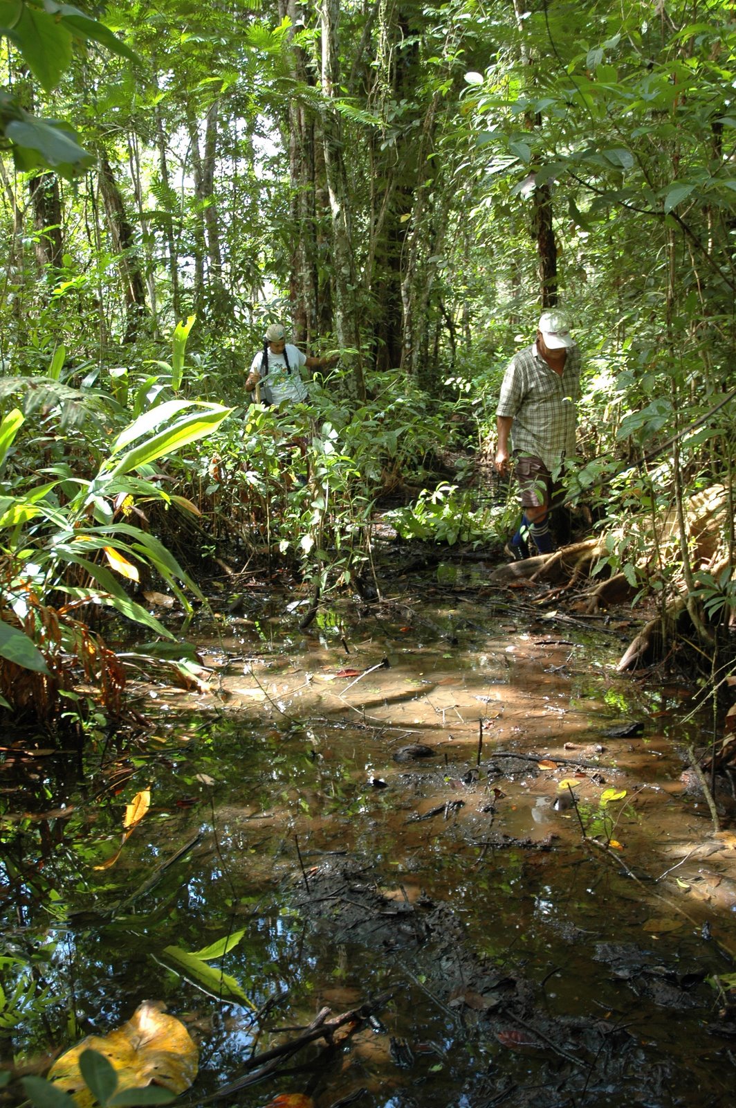 ECOSISTEMAS DE COSTA RICA: BOSQUE PANTANOSO OCASIONAL