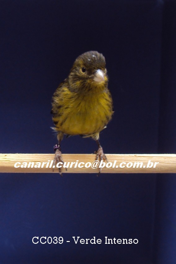 Canaril Curico - Canário de Cor: Fotos Canários