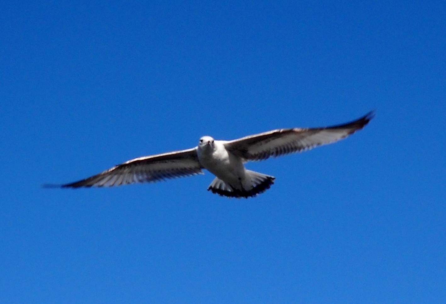 White Rock Lake, Dallas, Texas: Birds in flight: The Ring-billed Gulls ...