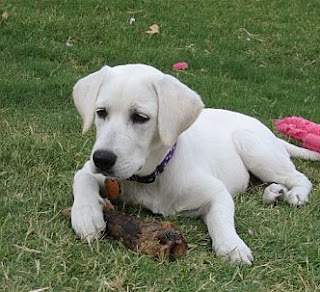 Retriever Labrador: White Labrador Retriever