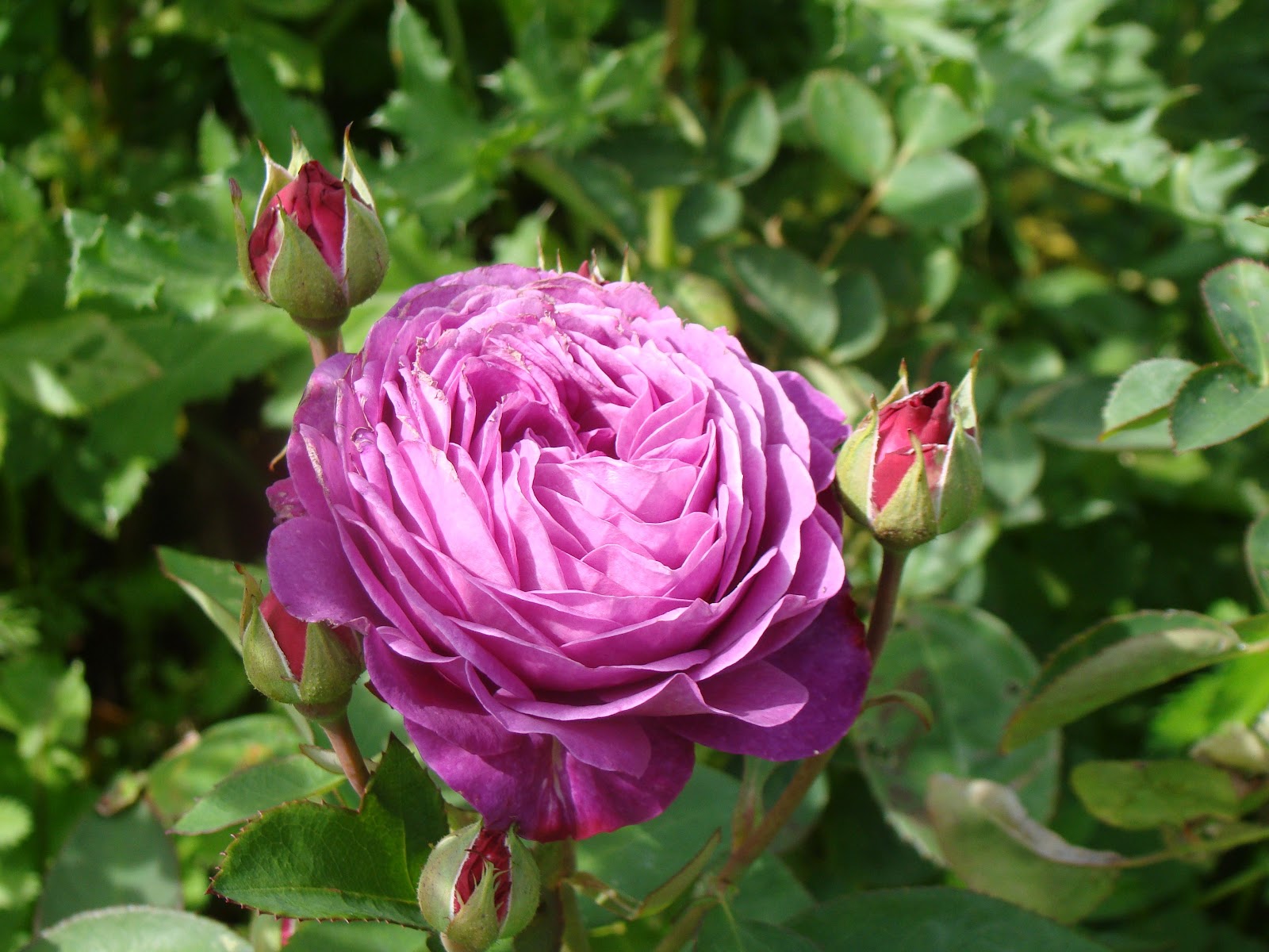 Hirsipellava: Maalausta