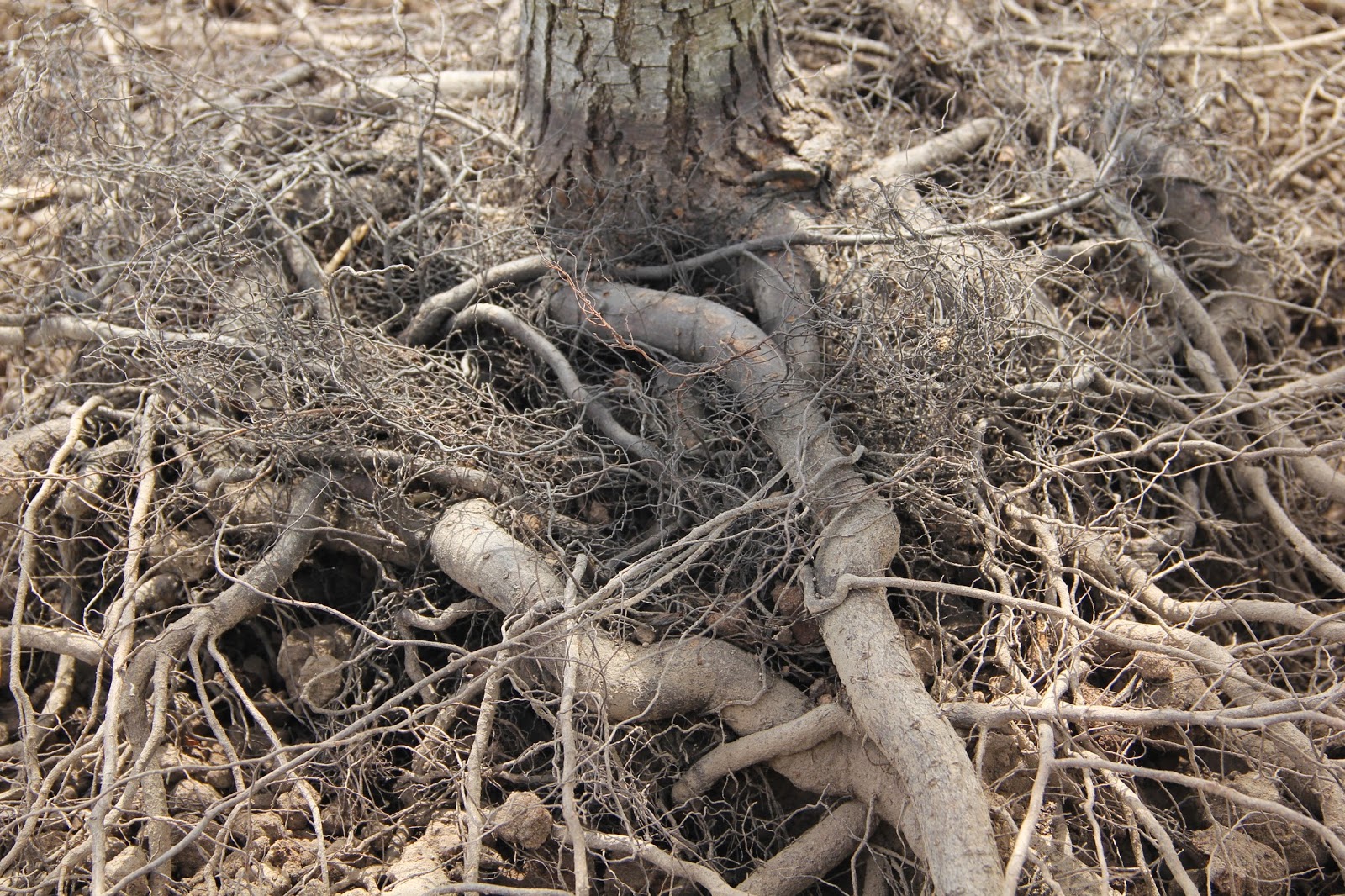 Golden Rule Soil Management Solutions: Getting Rid of Volcano Mulch Mounds