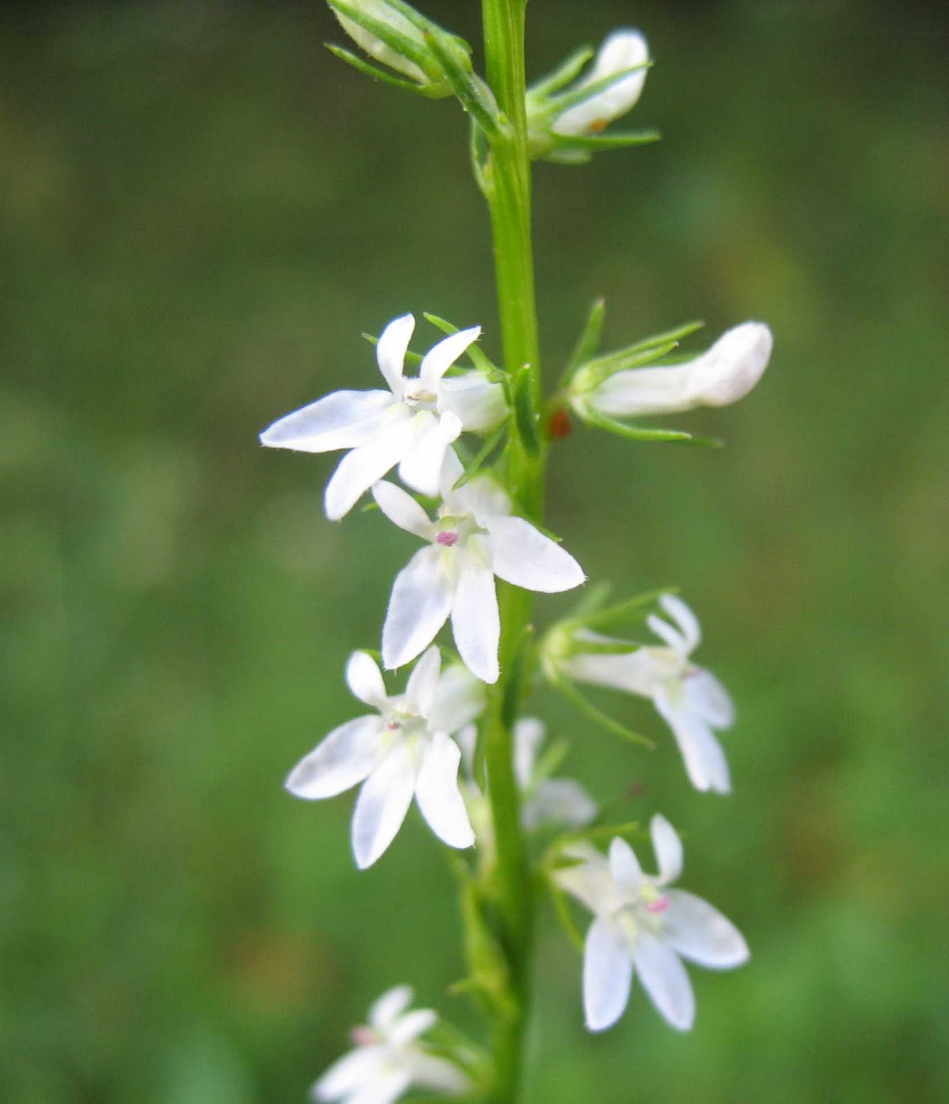 Using Georgia Native Plants: Lobelia – Jewel of the Late Summer Garden