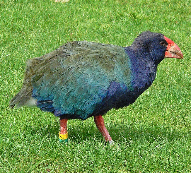 Aves: EL TAKAHE
