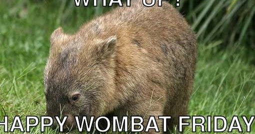 A View from the Beach: Wombat's Friday News