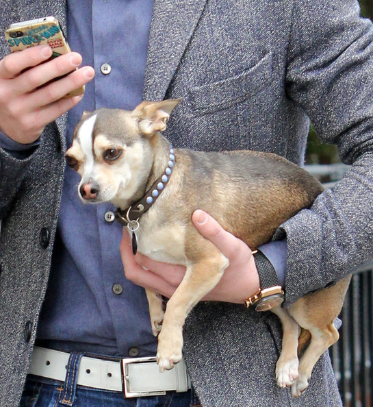 Ajuda-me ater Drake bell na minha vida: Drake Bell e os cachorrinhos