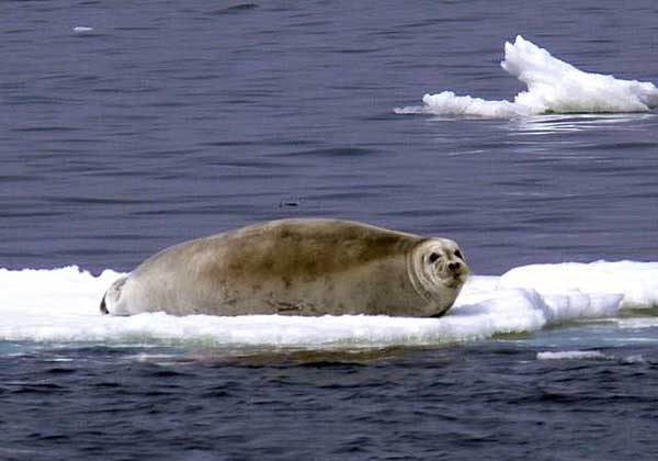Effects of Climate Change on Ringed Seals: Threats