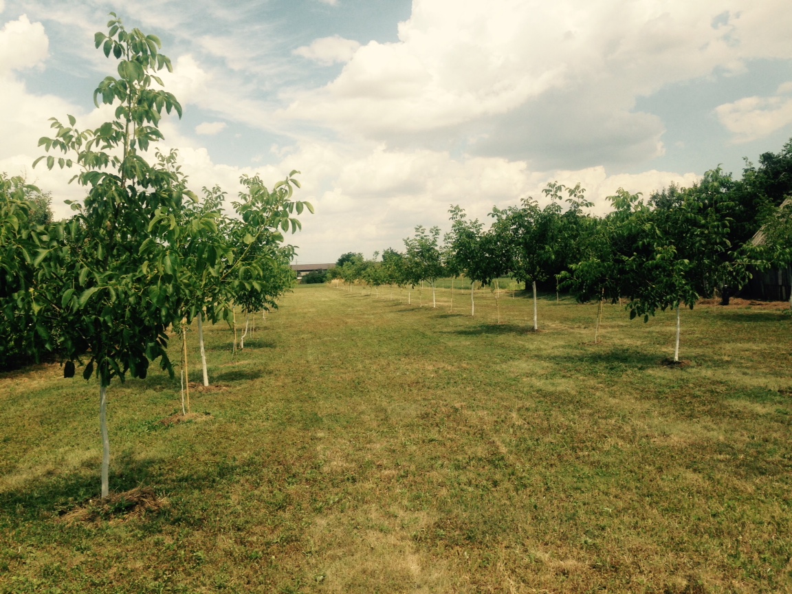 LIVADA DE NUCI POPOVICIU: 2017