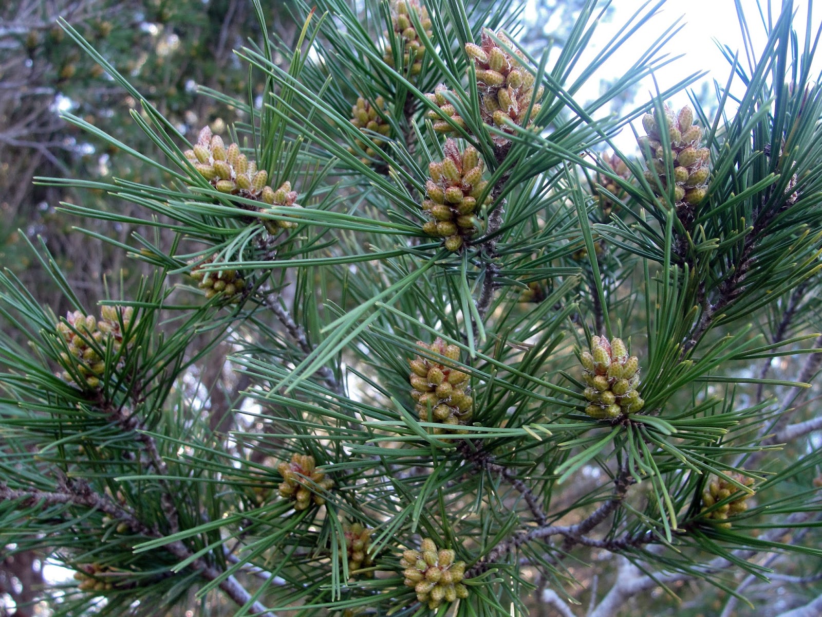 imatges de menorca: PI BLANC (Pinus halepensis Miller) MENORCA