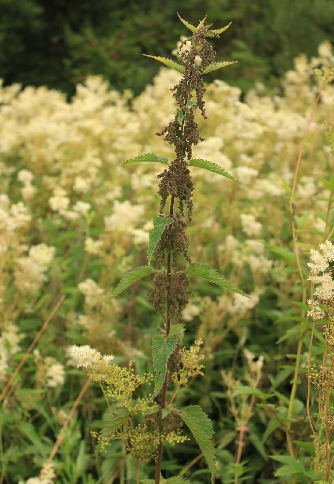 Nature views: Karplanter (99)