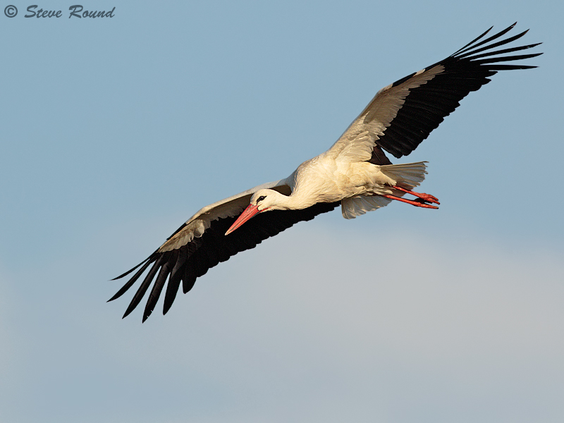 Steve Round Wildlife Photography: White Storks From Spain