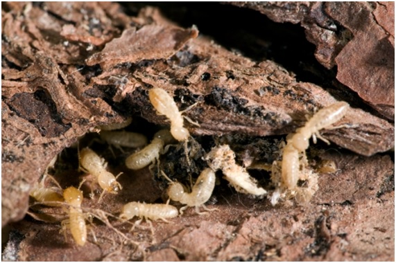 Un sencillo espectador...