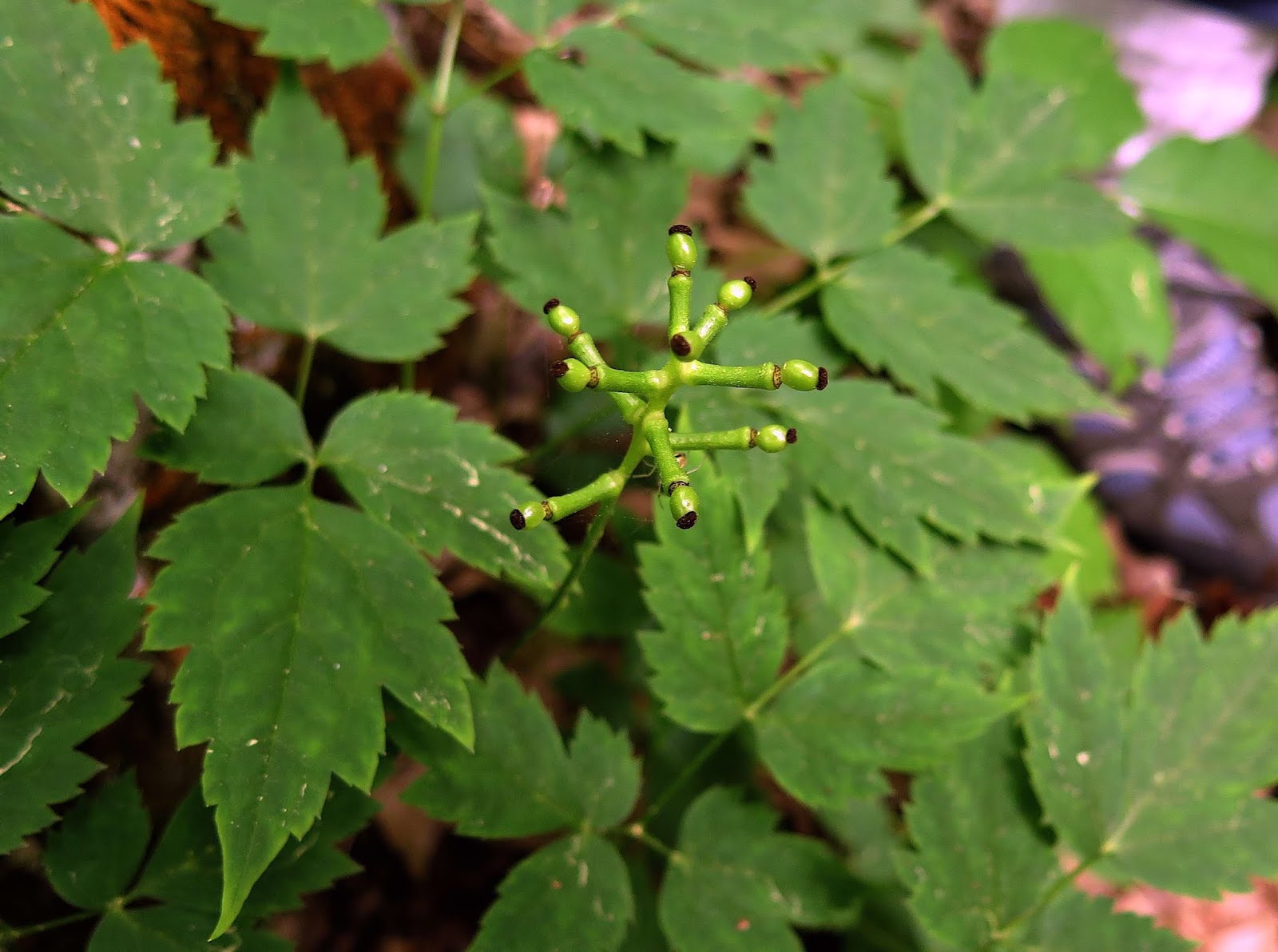 Saratoga woods and waterways: Flowers and Pods of the Mid-June Woods