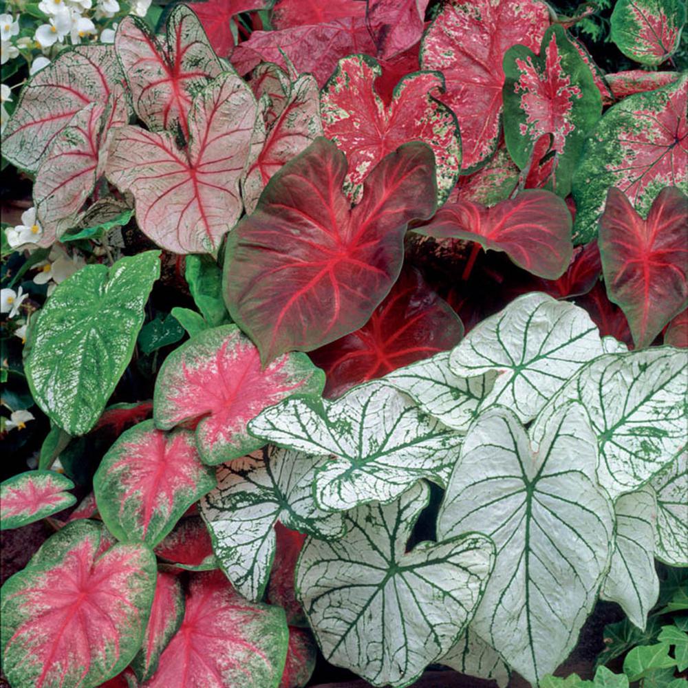 Caladium «caladio» - Id Plantae