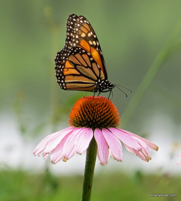 Simply Living: Echinacea flowers attracts monarch butterfly