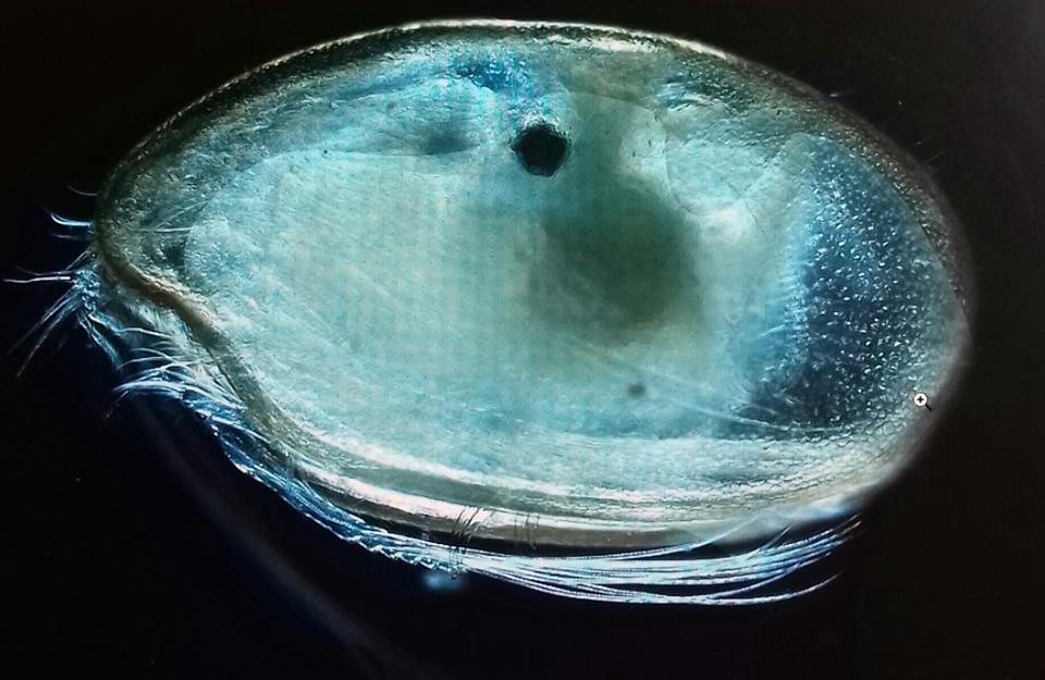 gubiler: Nuevas especies de Ostracodios bioluminiscentes, Vargula kuna ...