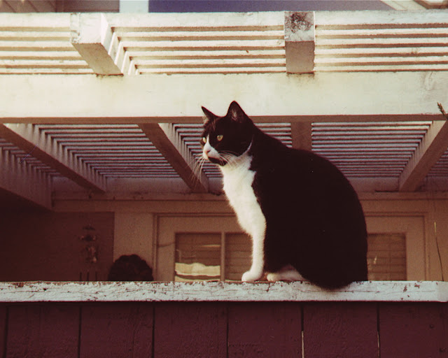 Photography by David Mark Pesce: Realist 35