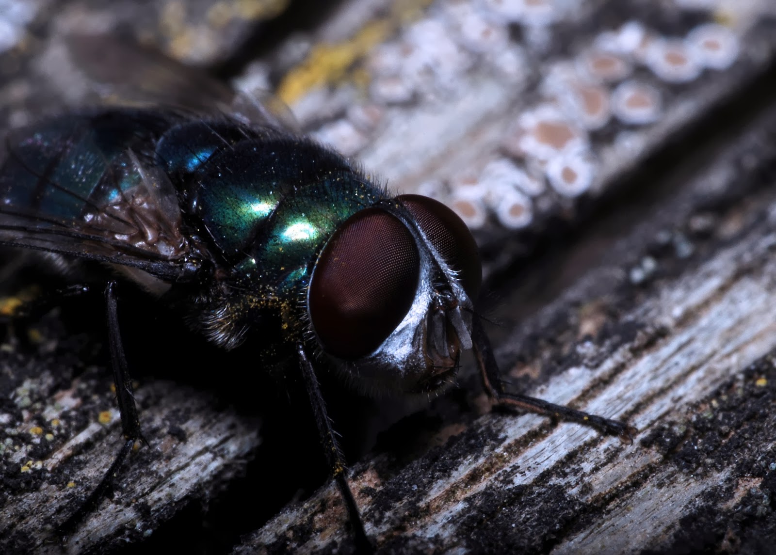 LA MONTAÑA DE MACGIVER: FOTOGRAFIA DE NATURALEZA