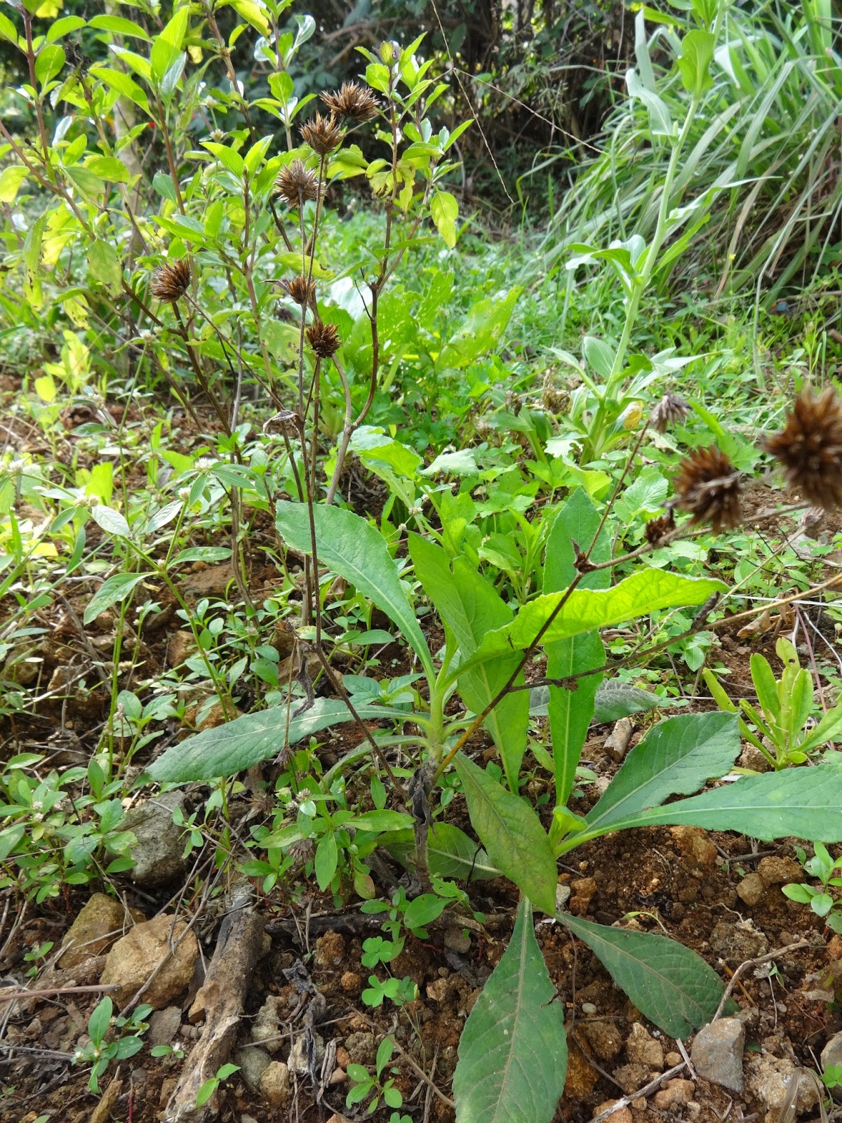 Herbs from Distant Lands: Elephantopus scaber, Elephantopus mollis ...