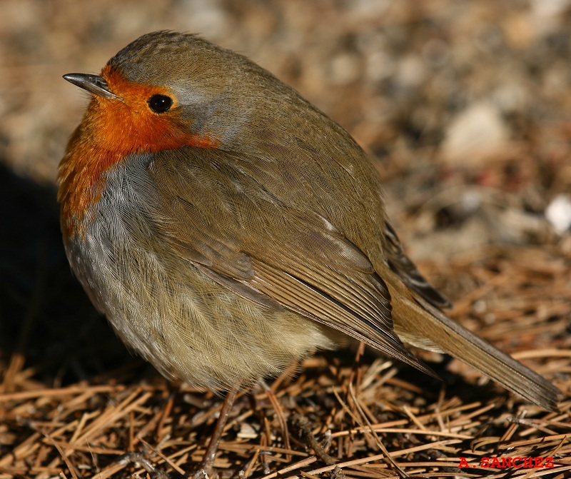 Aves de Aragón : Petirrojo